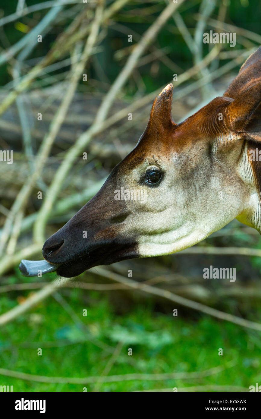 Portrait of Okapi - Zoo Berlin Germany Stock Photo - Alamy