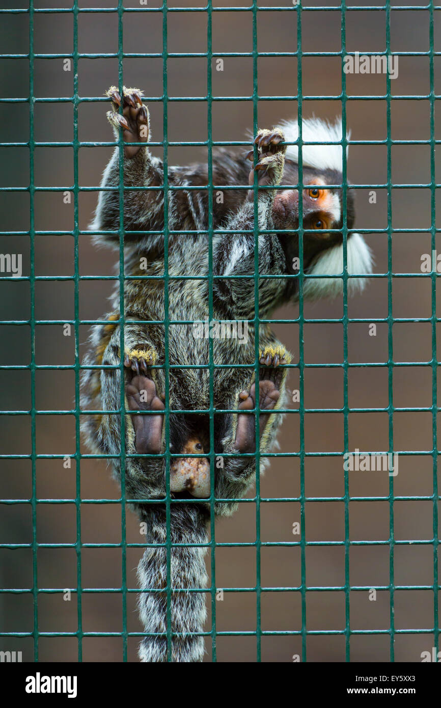 Common Marmoset - Zoo Berlin Germany Stock Photo - Alamy