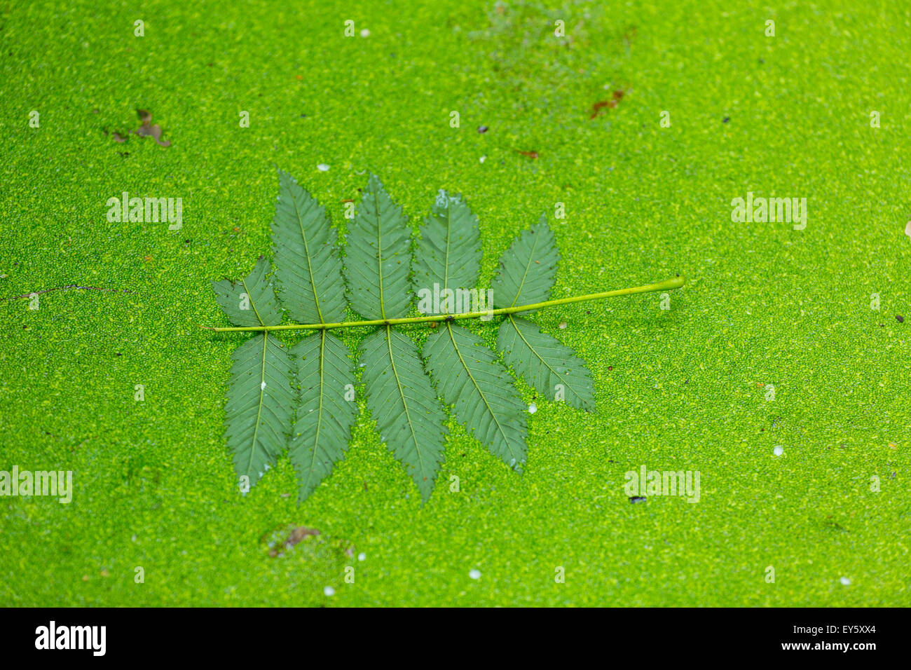Rowan leaf on Duckweed Stock Photo - Alamy