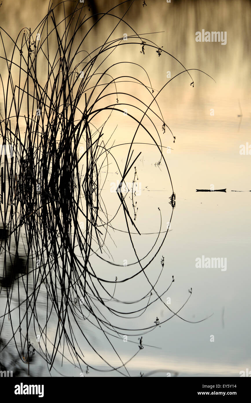 Rushes and reflection in a marsh at dusk - France Stock Photo - Alamy
