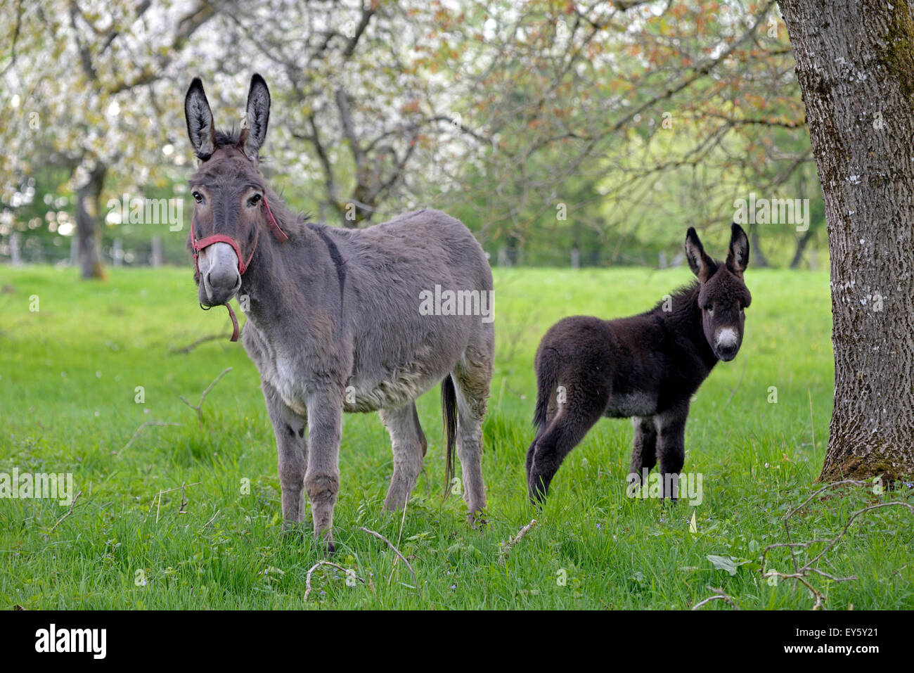 Donkey and colt in an orchard in spring - France Stock Photo - Alamy