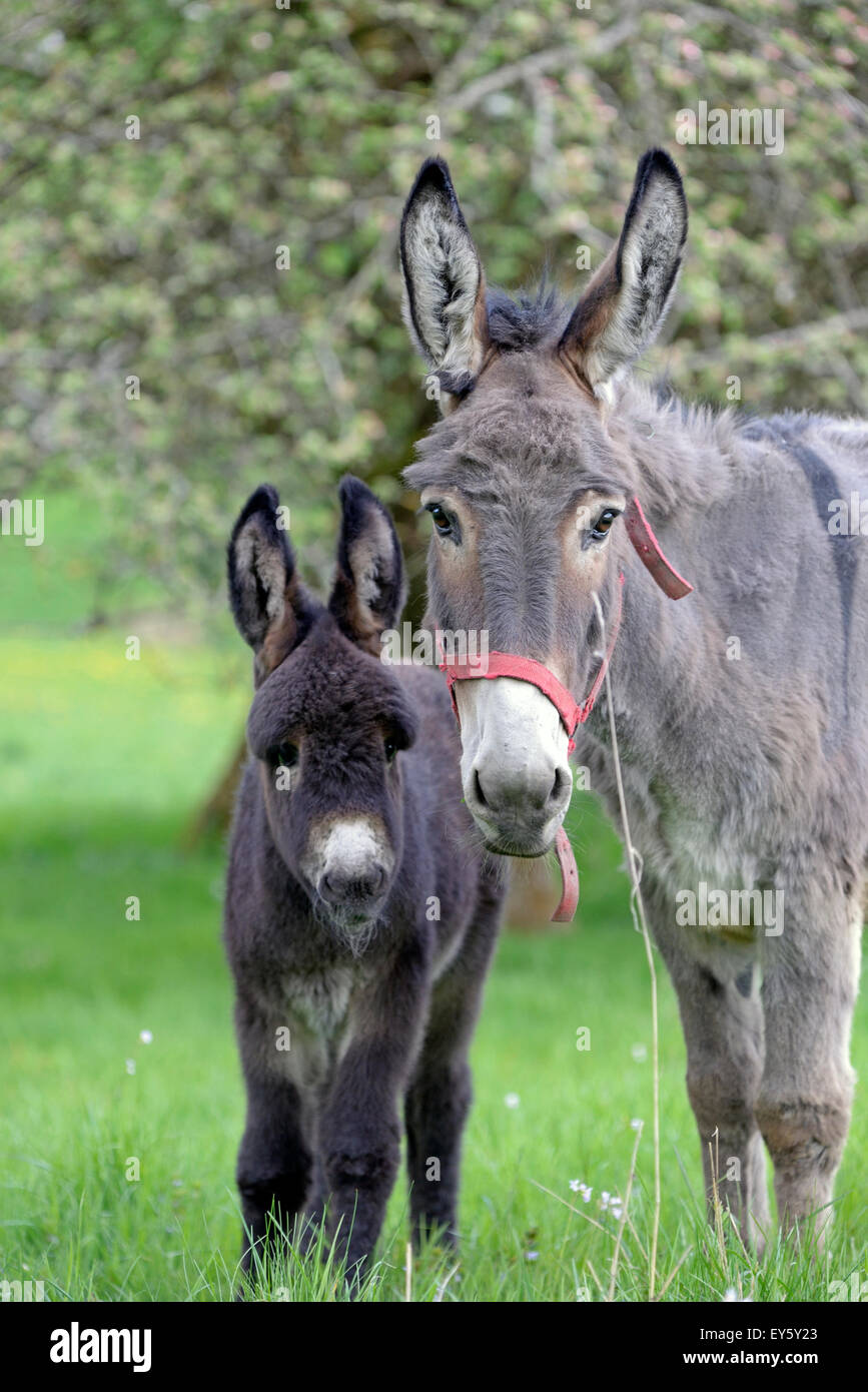 Donkey and colt in an orchard in spring - France Stock Photo - Alamy