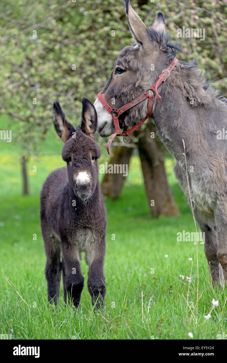 Donkey and colt in an orchard in spring - France Stock Photo - Alamy