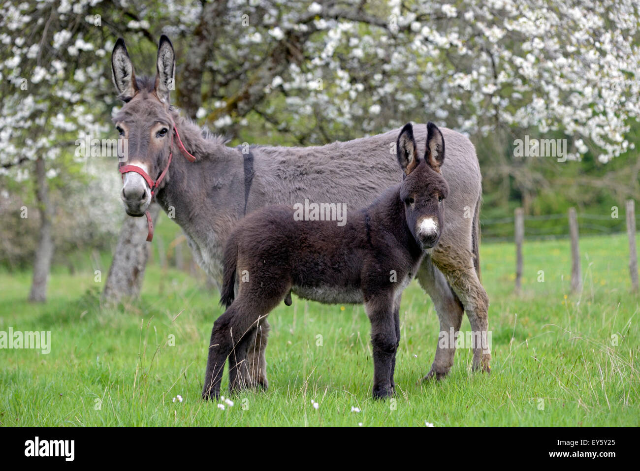 Donkey and colt in an orchard in spring - France Stock Photo - Alamy