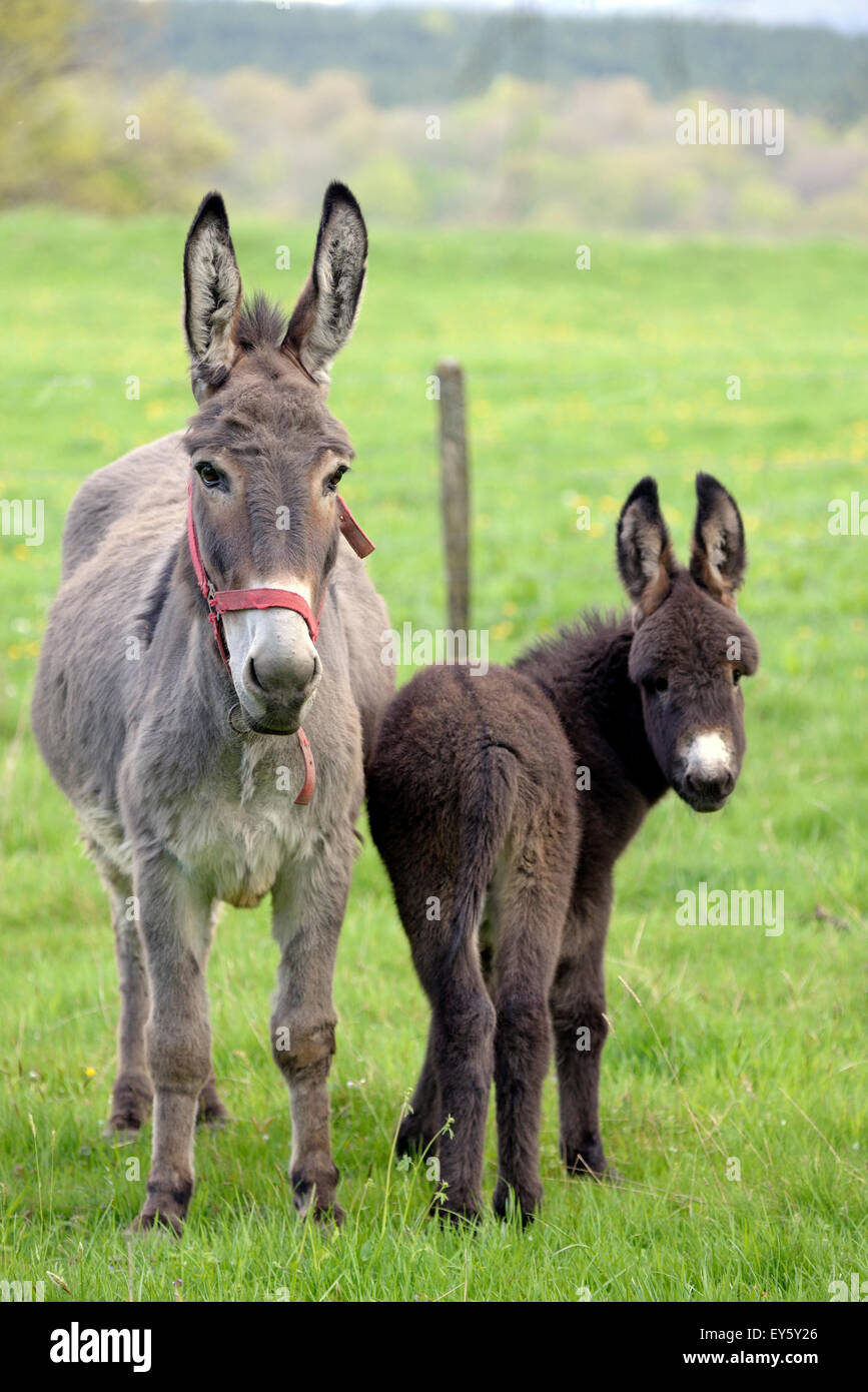 Donkey and colt hi-res stock photography and images - Alamy