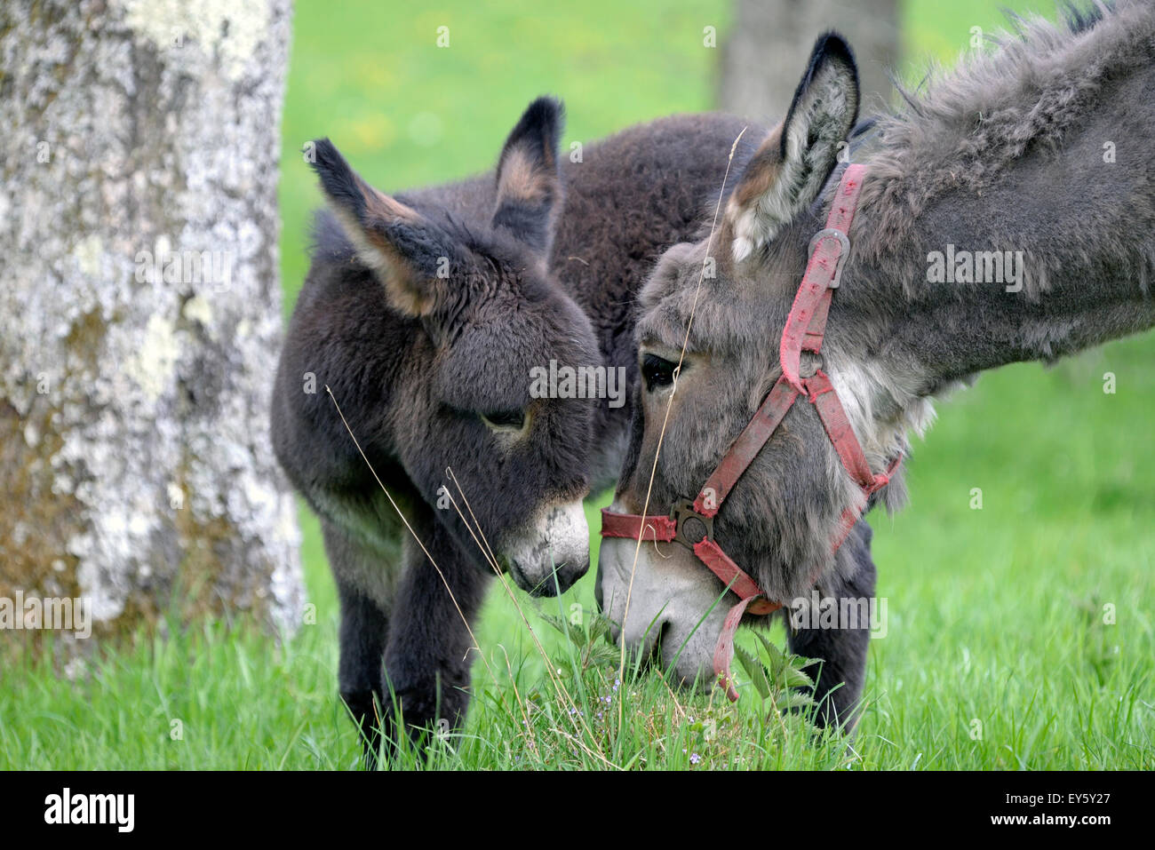 Donkey and colt in an orchard in spring - France Stock Photo - Alamy