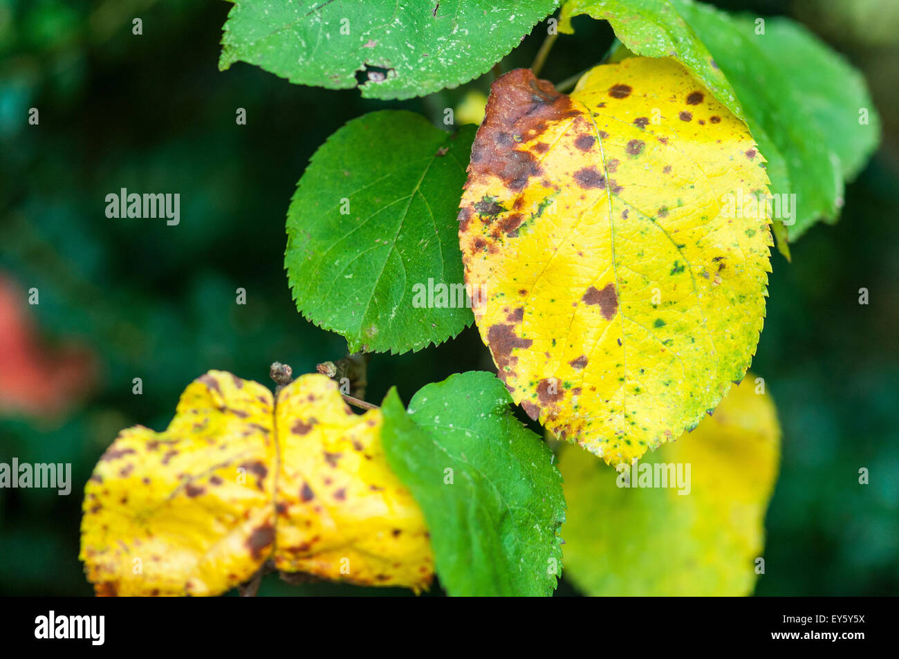Pear Rust High Resolution Stock Photography and Images - Alamy