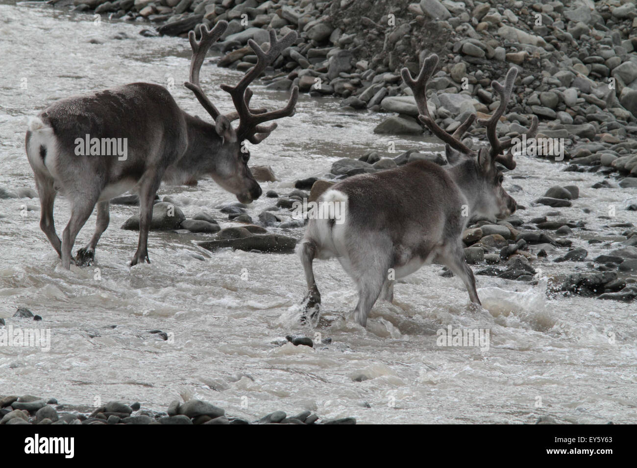 Svalbard Reindeers in water- Spitsbergen island Svalbard Stock Photo ...