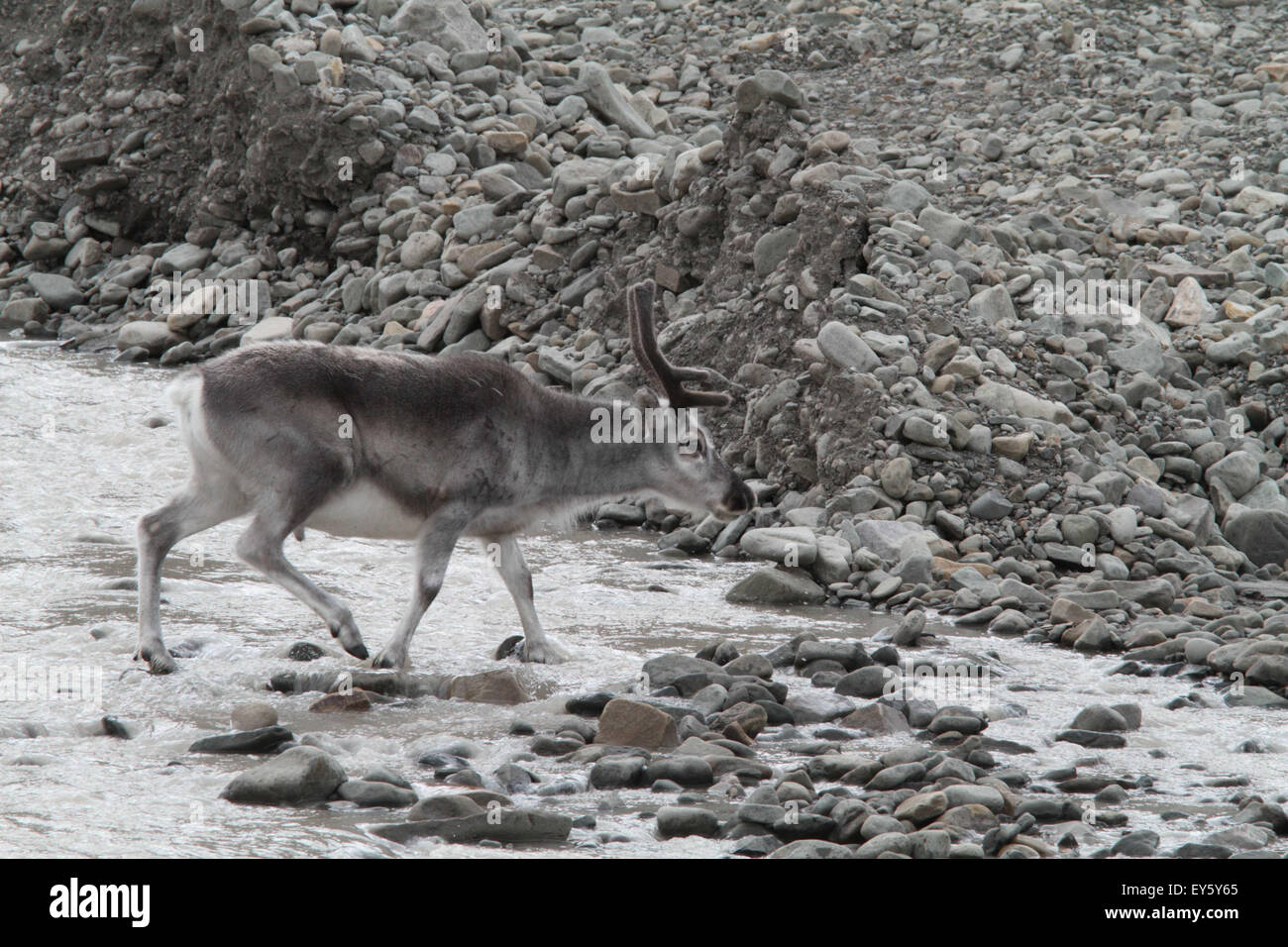 Svalbard Reindeer in water- Spitsbergen island Svalbard Stock Photo - Alamy