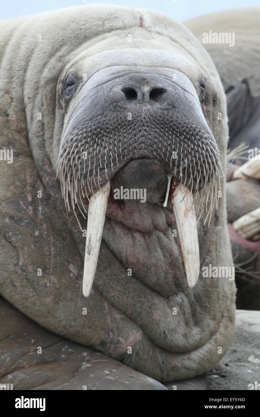 Portrait of Walrus lying on the shore - Spitsbergen Svalbard Stock ...