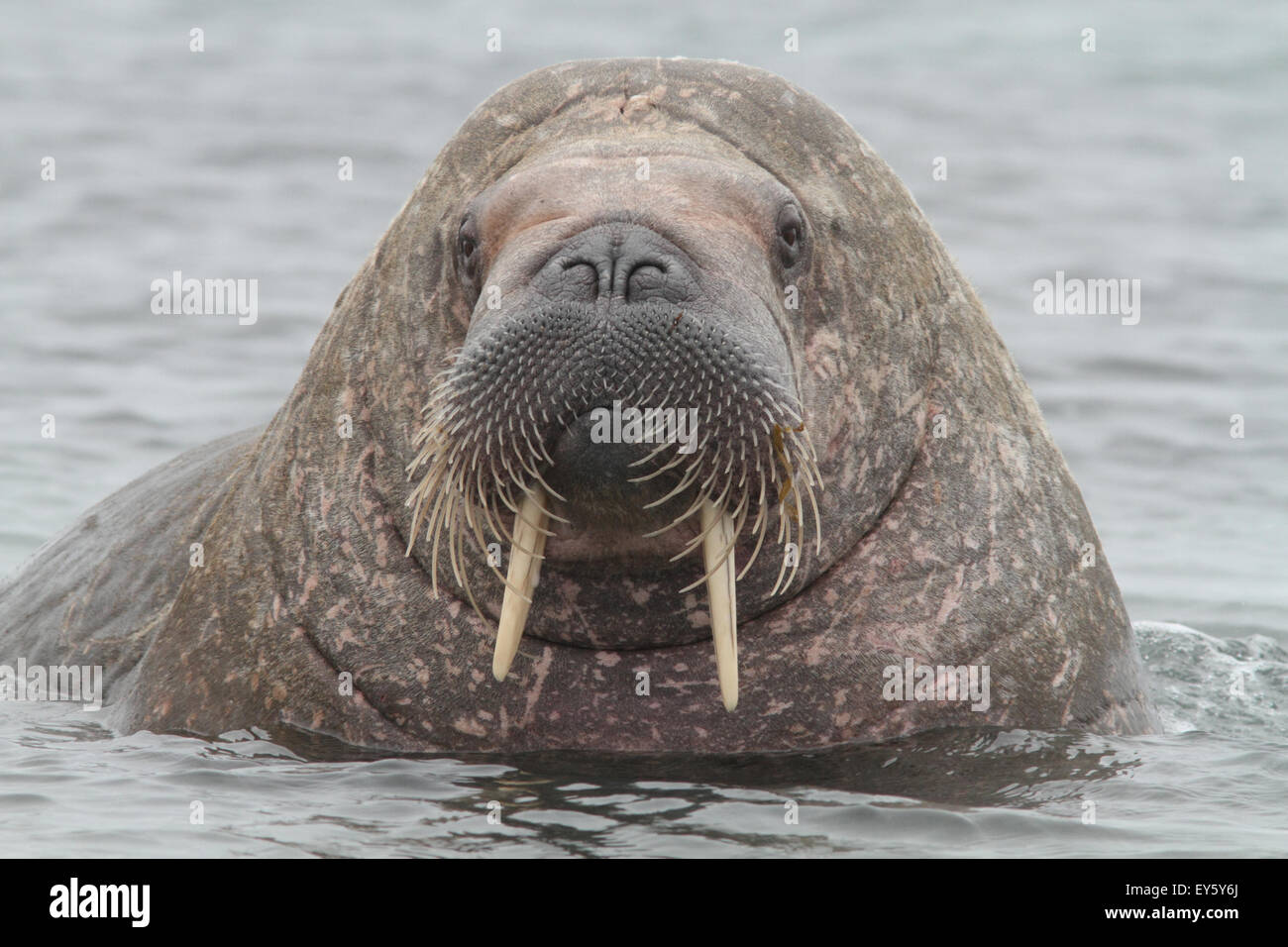 Portrait of Walrus in water - Spitsbergen Svalbard Stock Photo - Alamy