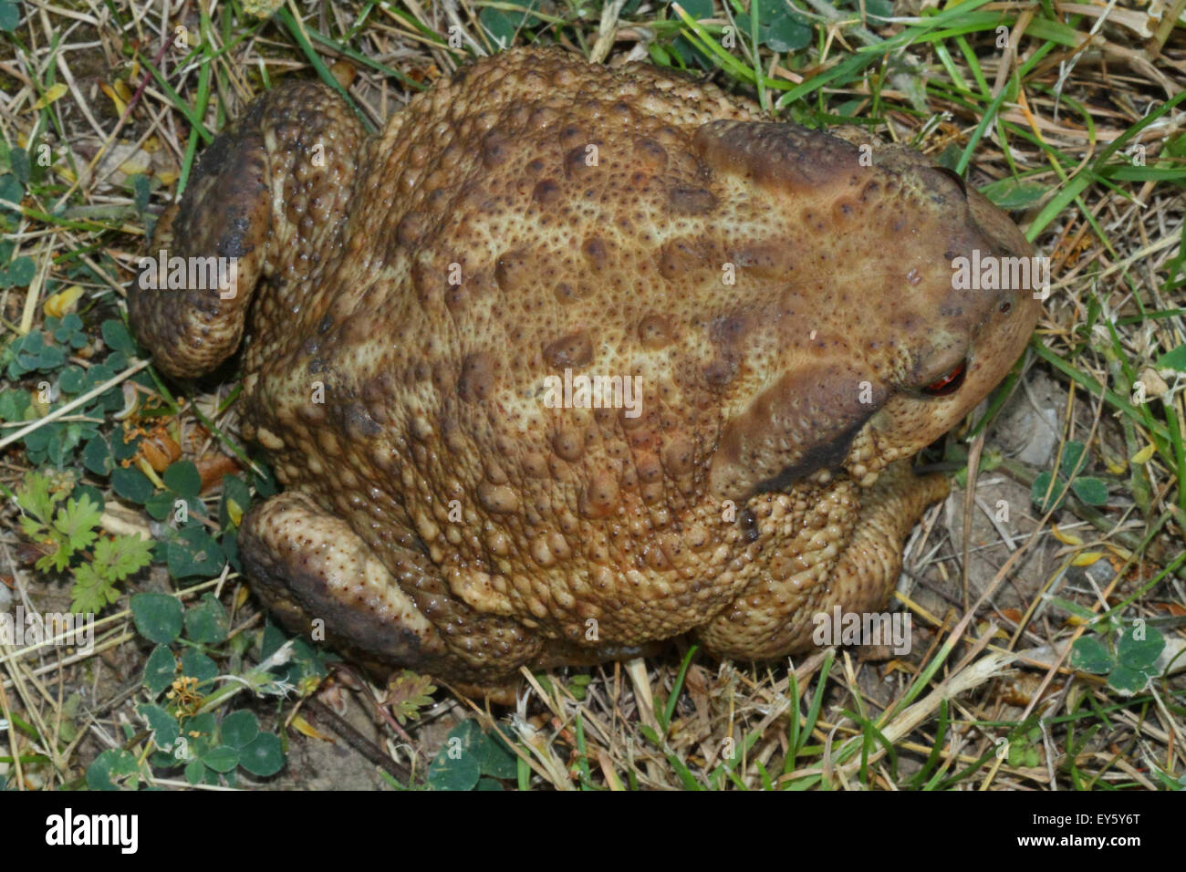 Thorny toad in the grass - Alpes France Stock Photo - Alamy