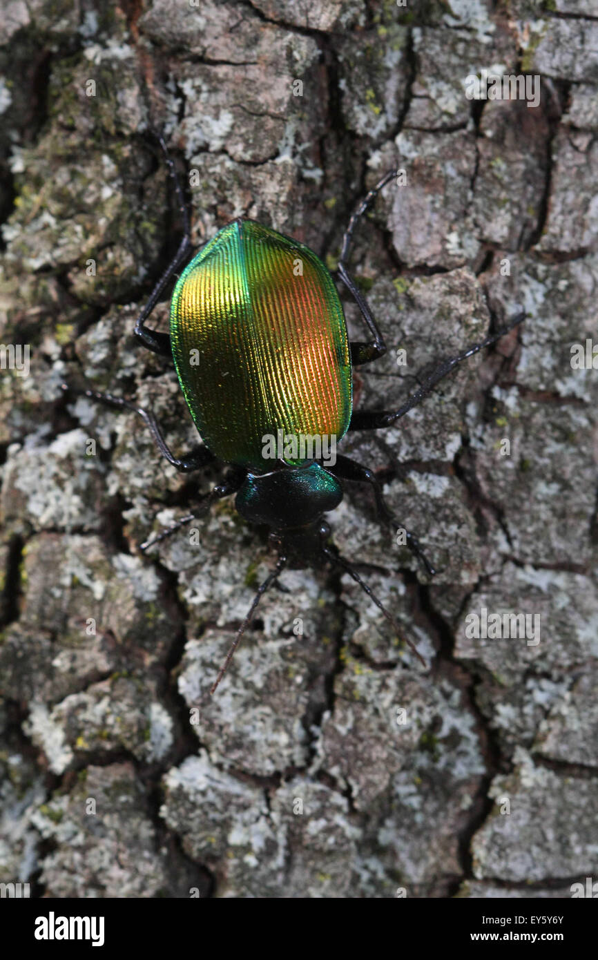 Forest Caterpillar Hunter on bark - France Stock Photo - Alamy