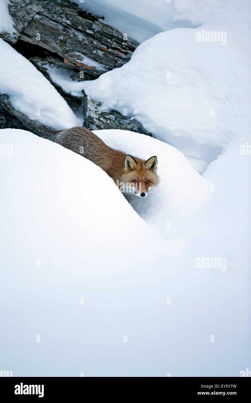 Fox in italy High Resolution Stock Photography and Images - Alamy