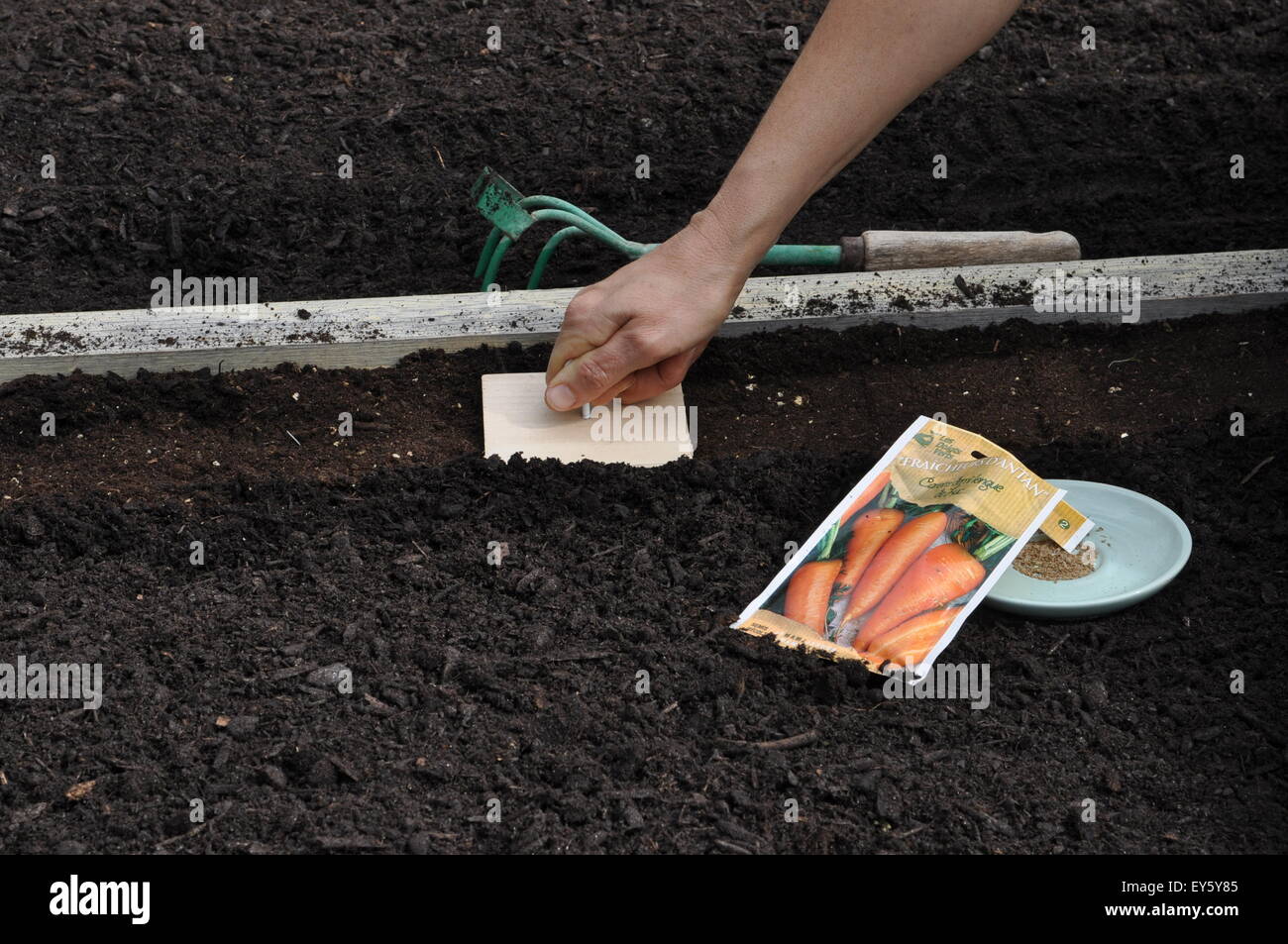 Sowing of carrots in a kitchen garden Stock Photo - Alamy