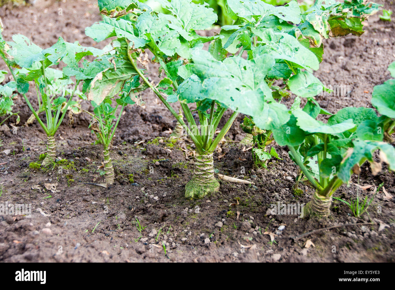 Rutabagas in an organic kitchen garden Stock Photo - Alamy