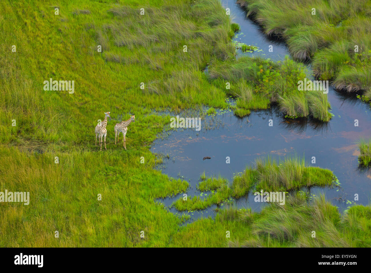 Giraffes at the water's edge - Okavango Delta Botswana Stock Photo - Alamy