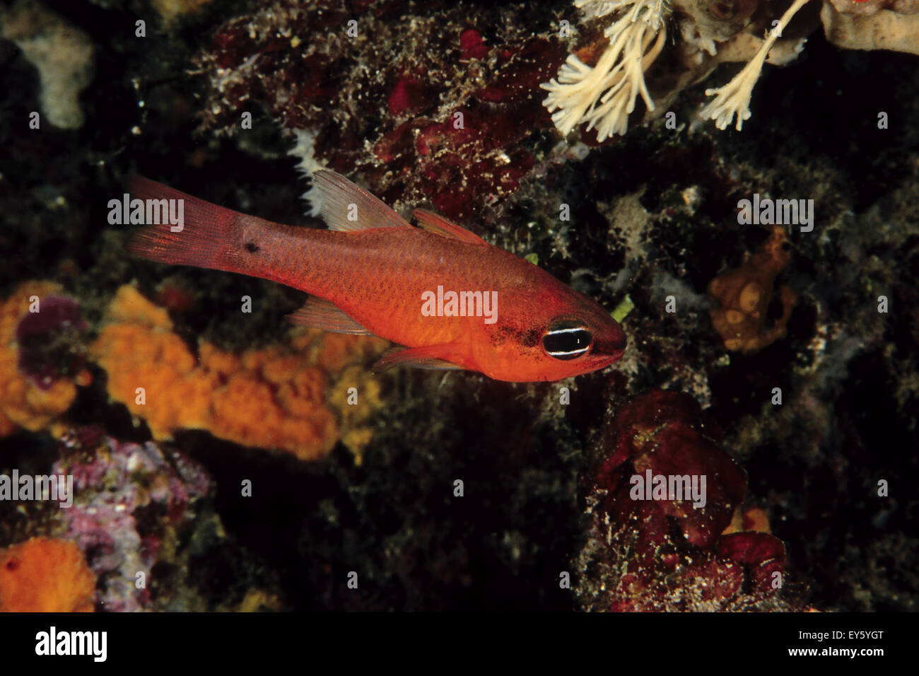 Mediterranean Cardinalfish in reef - Antibes Bay France Stock Photo - Alamy