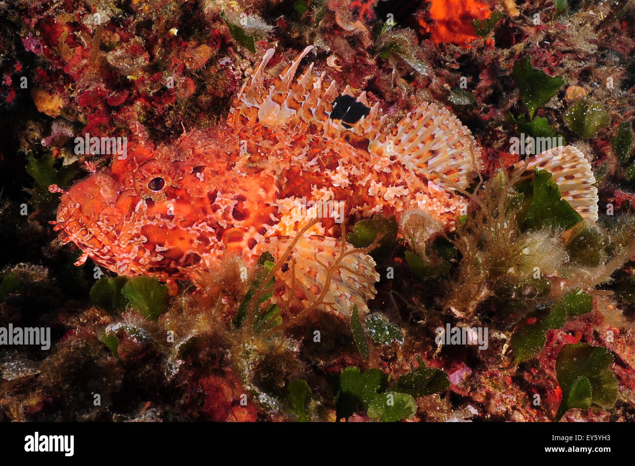 Diving site of the Cigalle Stock Photo - Alamy
