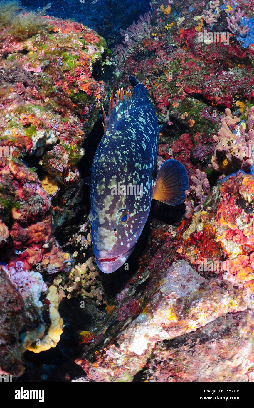 Diving site of Poisson lune Stock Photo - Alamy