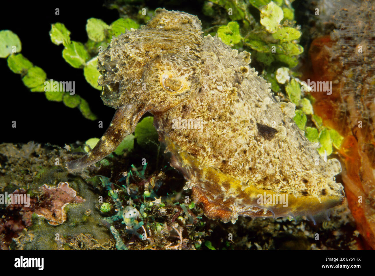 Stumpy cuttlefish on reef - Manado Indonesia Stock Photo - Alamy