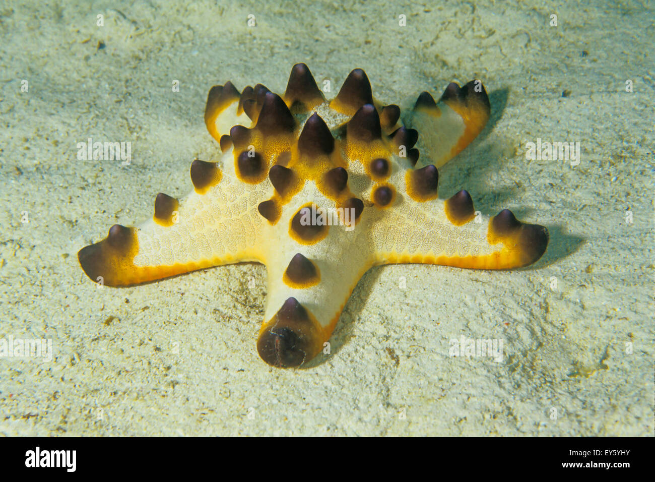 Middle Reef dive site Stock Photo - Alamy