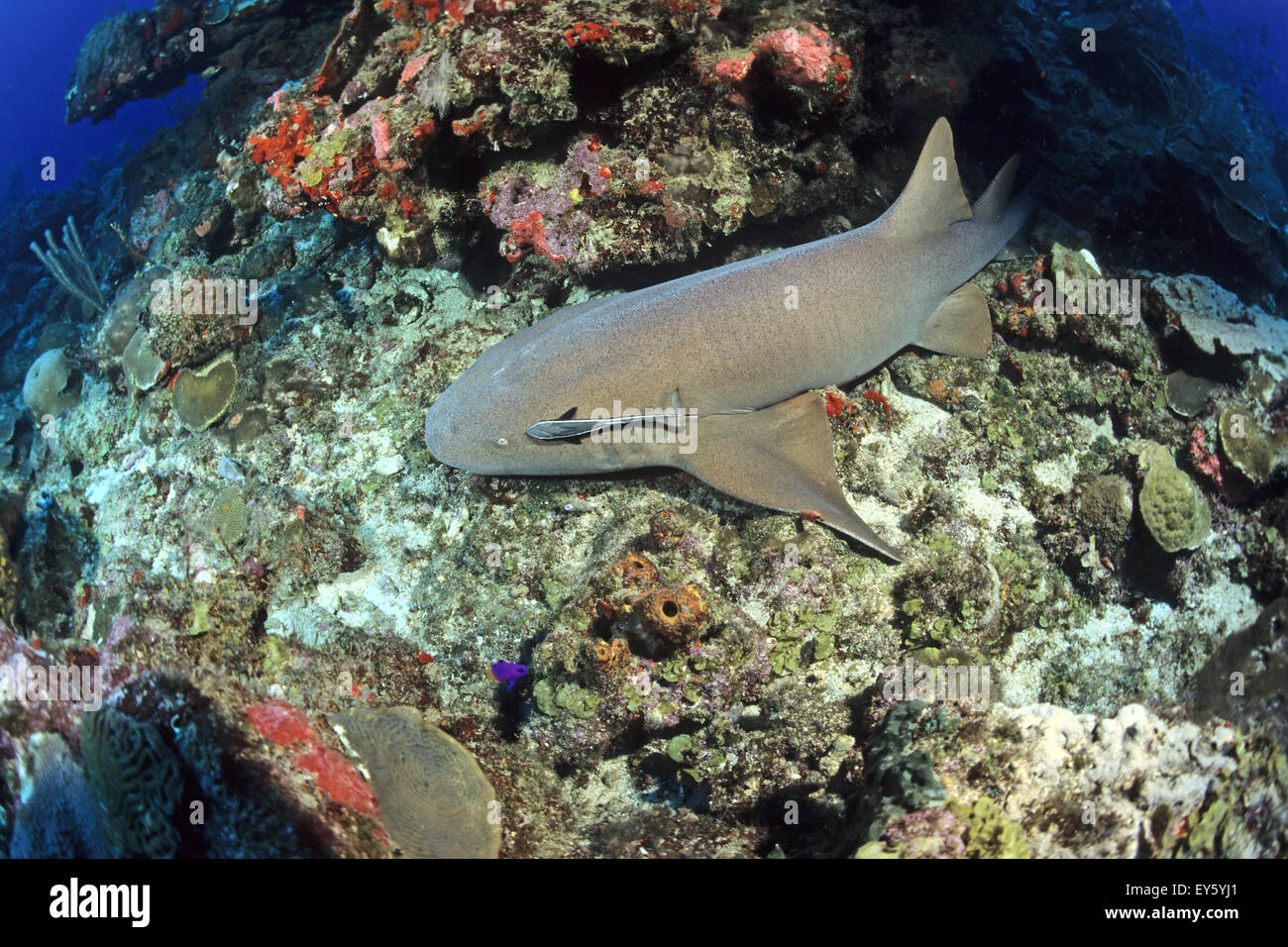 Nurse shark on the reef Stock Photo - Alamy