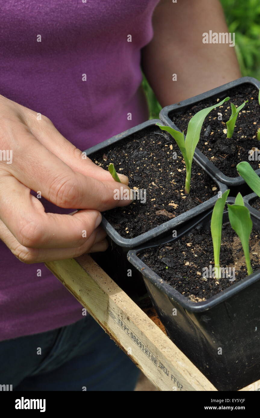 Plantation of corn in a kitchen garden Stock Photo - Alamy