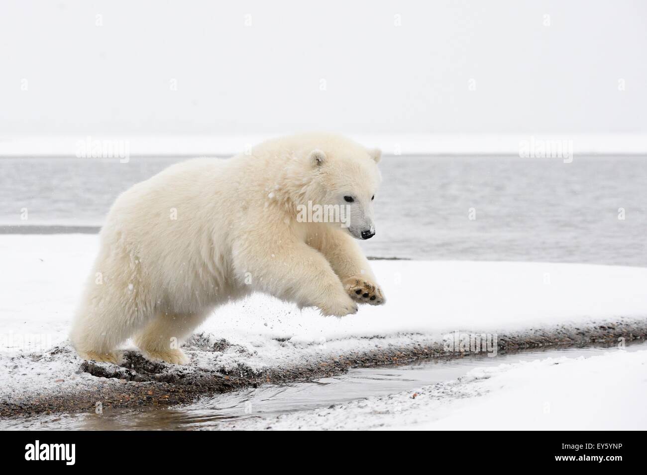 Polar bear cub jumping on shore - Barter Island Alaska Stock Photo - Alamy