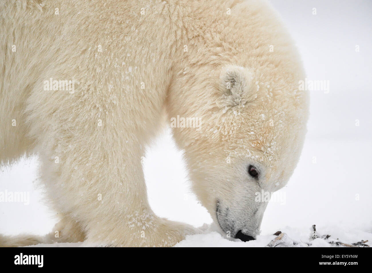 Portrait of Polar bear cub - Barter Island Alaska Stock Photo - Alamy