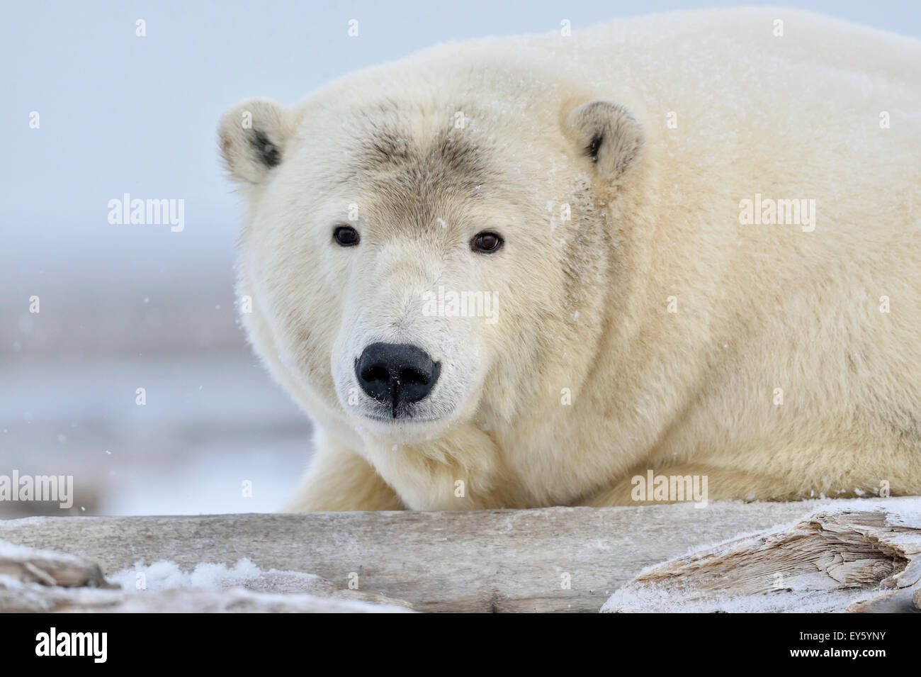 Portrait of Polar Bear - Barter Island Alaska Stock Photo - Alamy