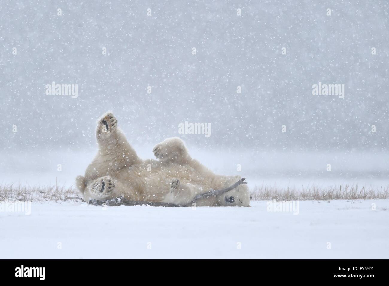Polar bear playing with a branch - Barter Island Alaska Stock Photo - Alamy