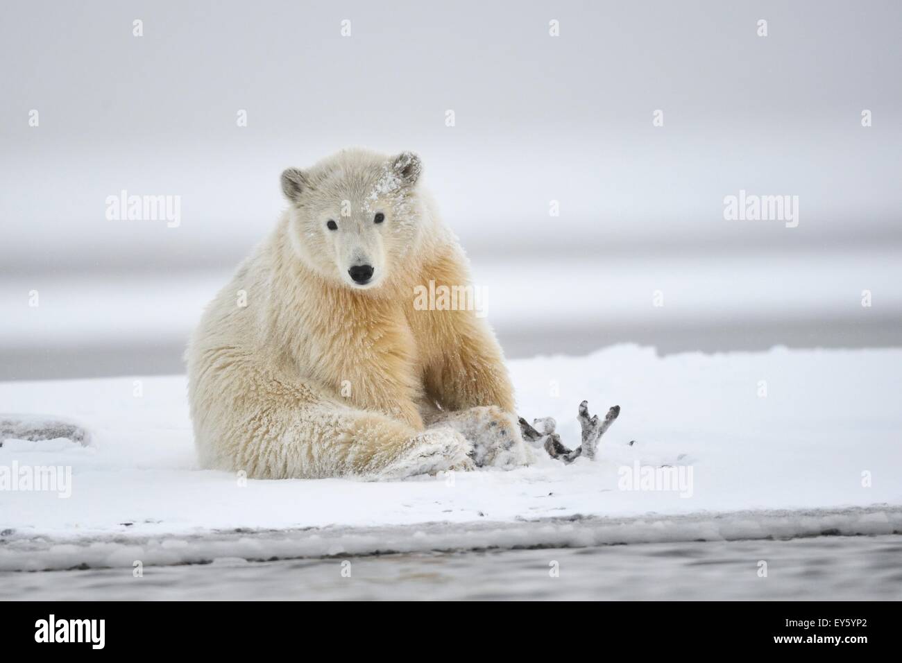 Polar bear sitting on shore - Barter Island Alaska Stock Photo - Alamy