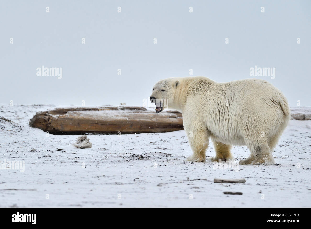 Polar bear yawning on shore - Barter Island Alaska Stock Photo - Alamy