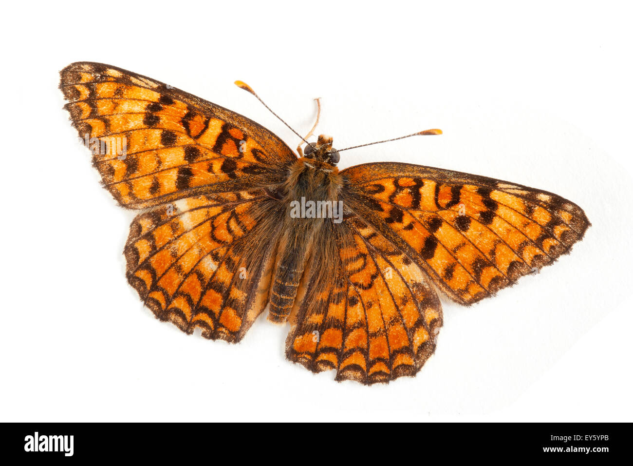 Provençal Fritillary on white background Stock Photo - Alamy