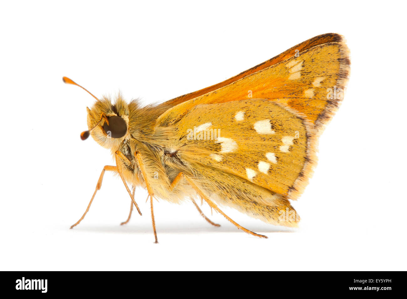 Silver-spotted Skipper on white background Stock Photo - Alamy