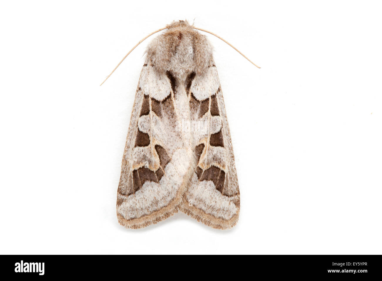 Noctuid Moth on white background Stock Photo - Alamy