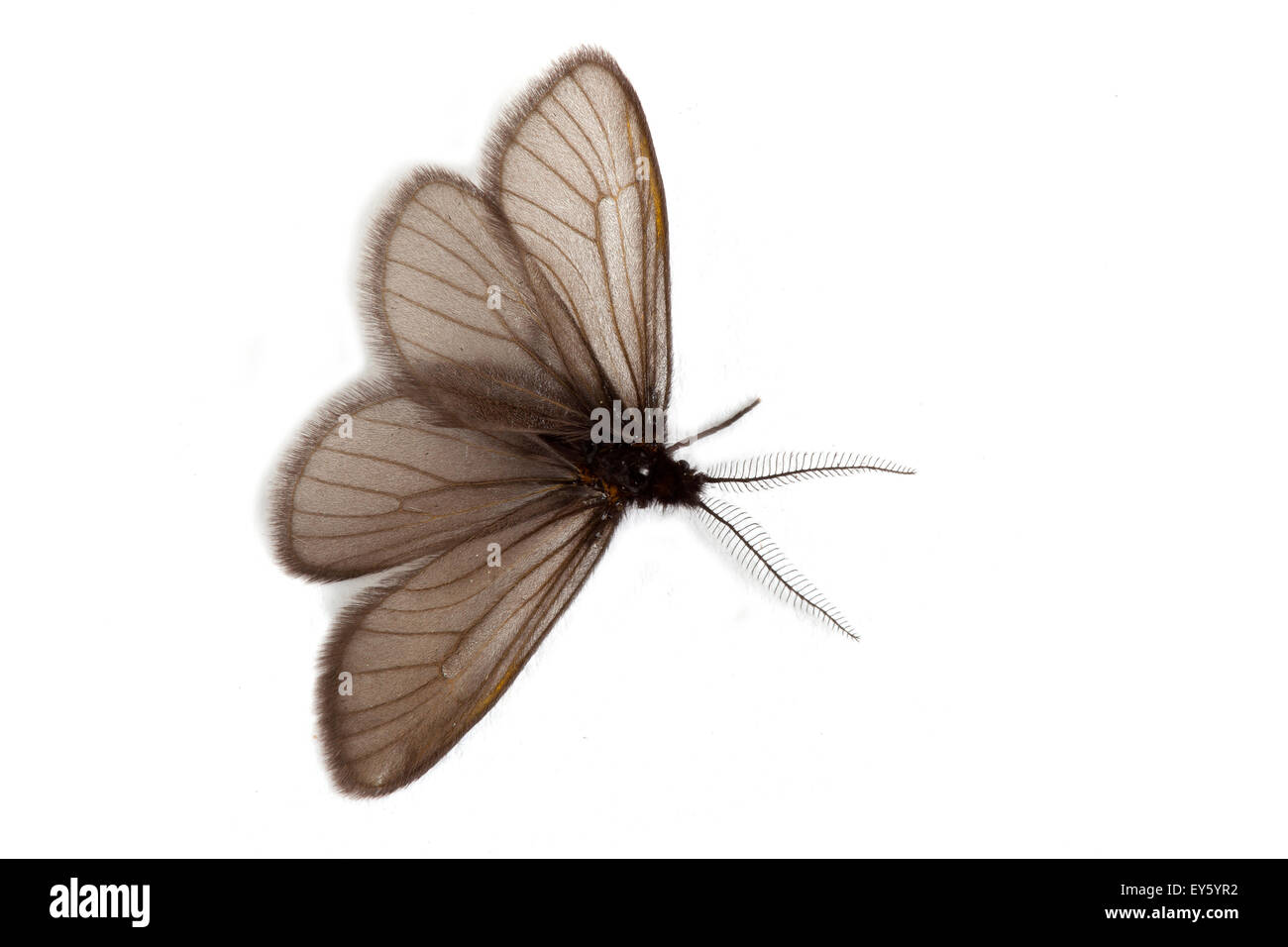 Moth white background hi-res stock photography and images - Alamy