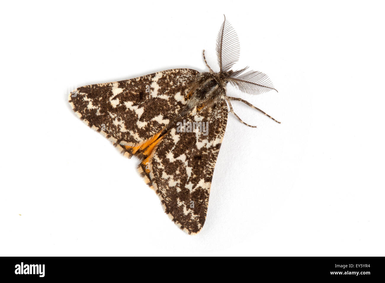 Geometer moth on white background Stock Photo - Alamy