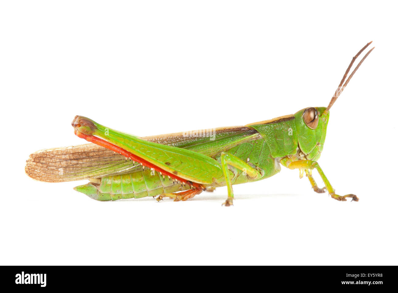 Tricolor Locust on white background Stock Photo - Alamy
