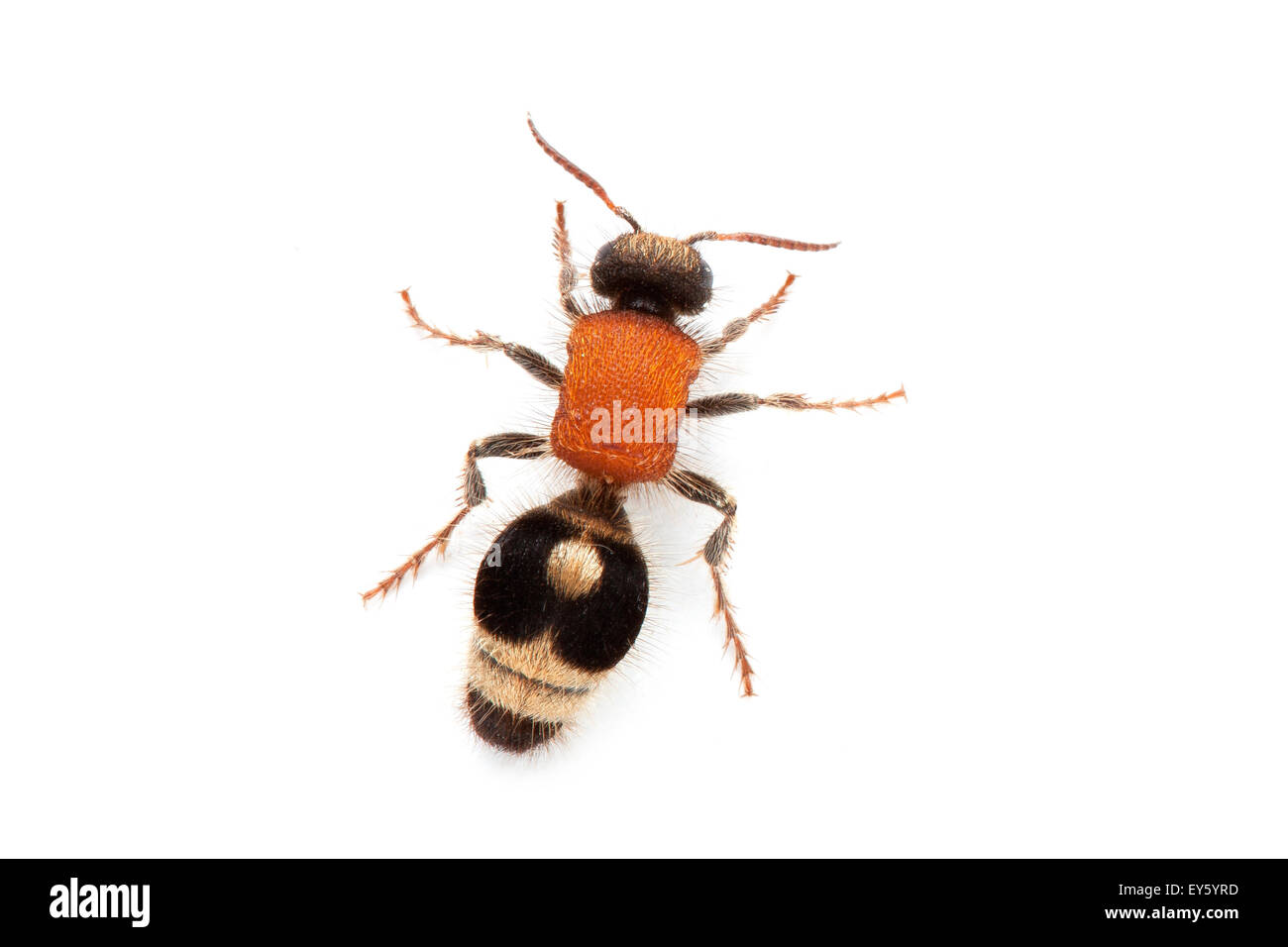 Velvet Ant on white background Stock Photo - Alamy