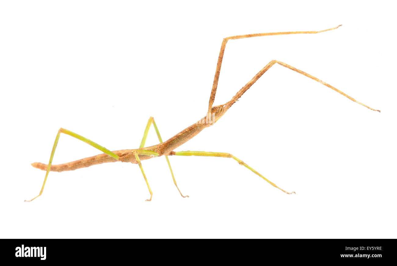 Stick Insect on white background Native to Southeast Asia Stock Photo ...