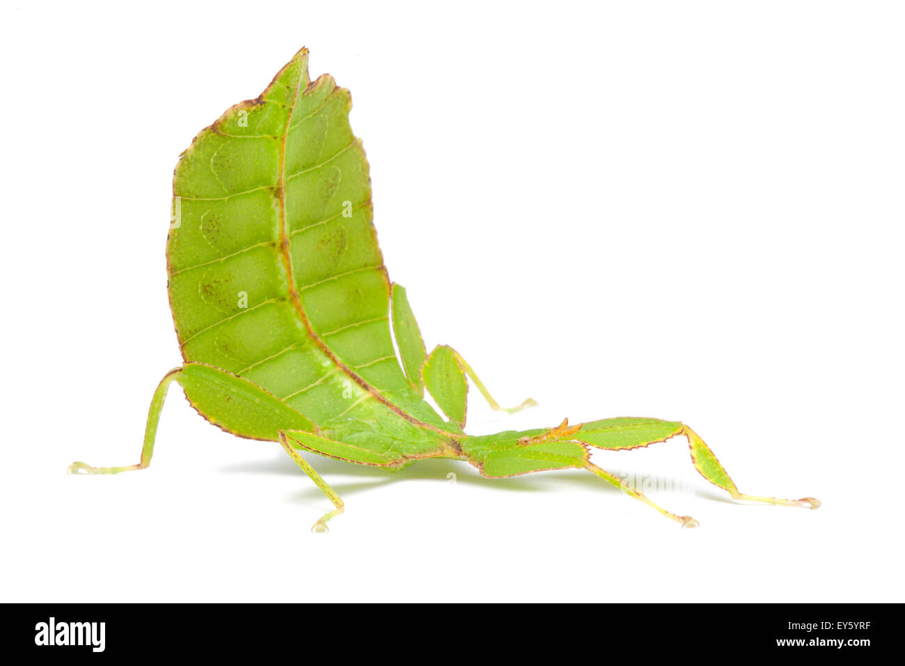 Leaf Insect on white background Native to Philippines Stock Photo - Alamy