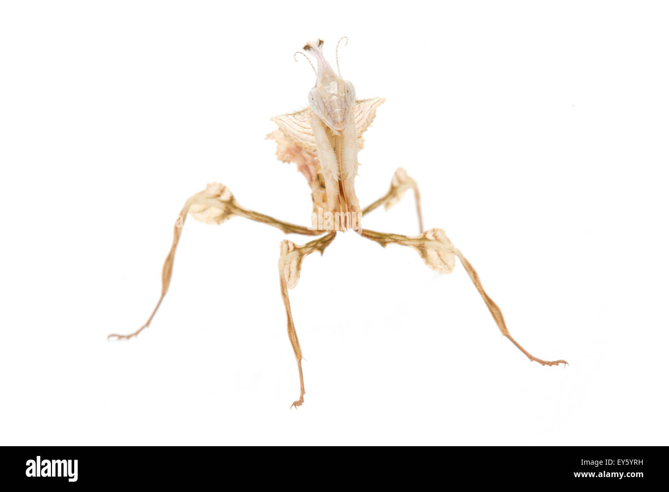 Devil's Flower Mantis on white background Native to Kenya and Tanzania ...