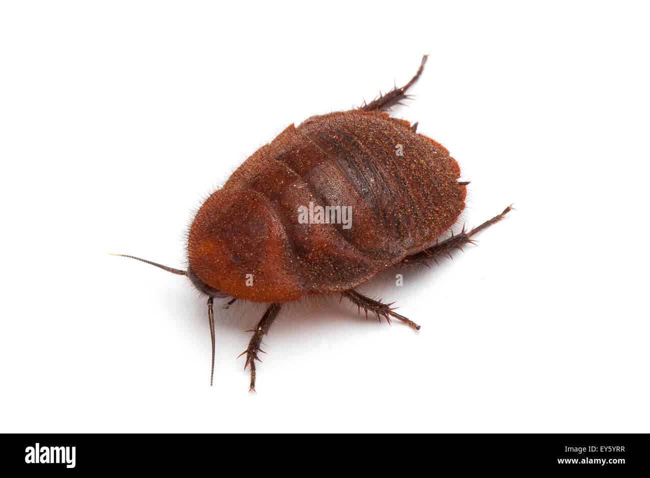 Domino Cockroach on white background Native to India Stock Photo - Alamy