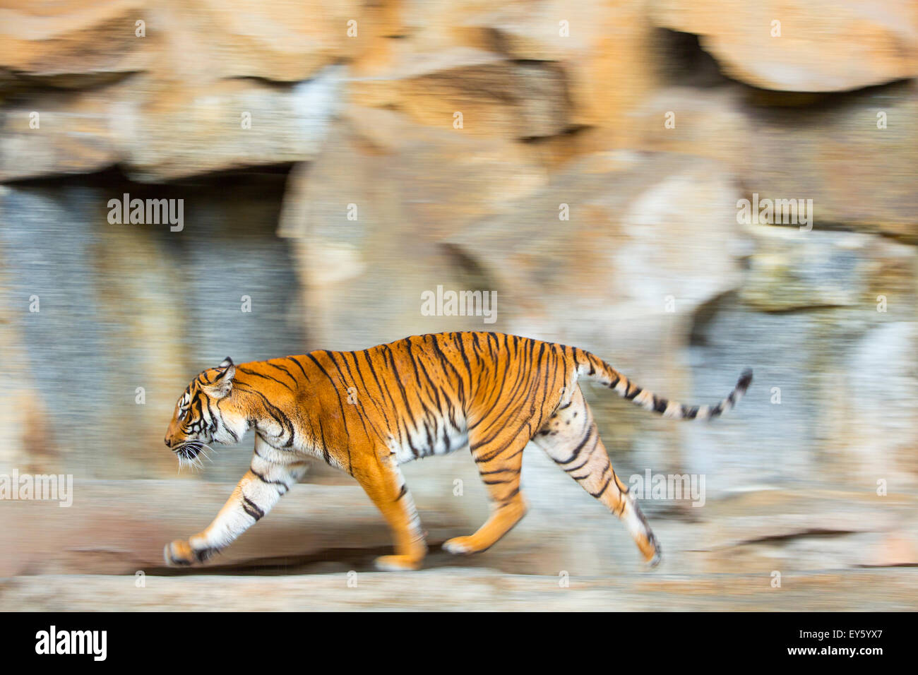 Indochinese Tiger mouving - Zoo Berlin Germany Stock Photo - Alamy