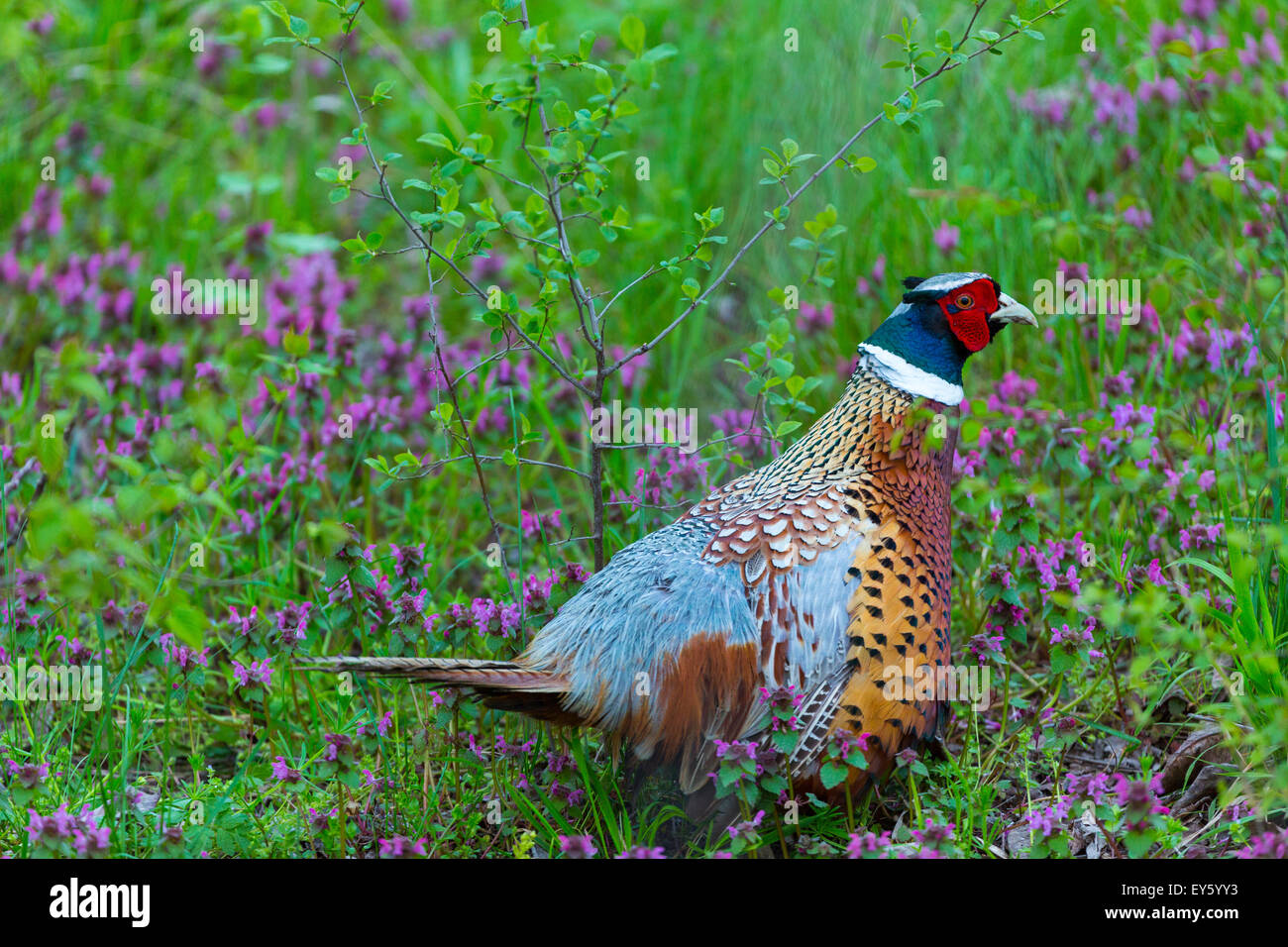 Ring-necked Pheasant male in flowers - Bulgaria Stock Photo - Alamy