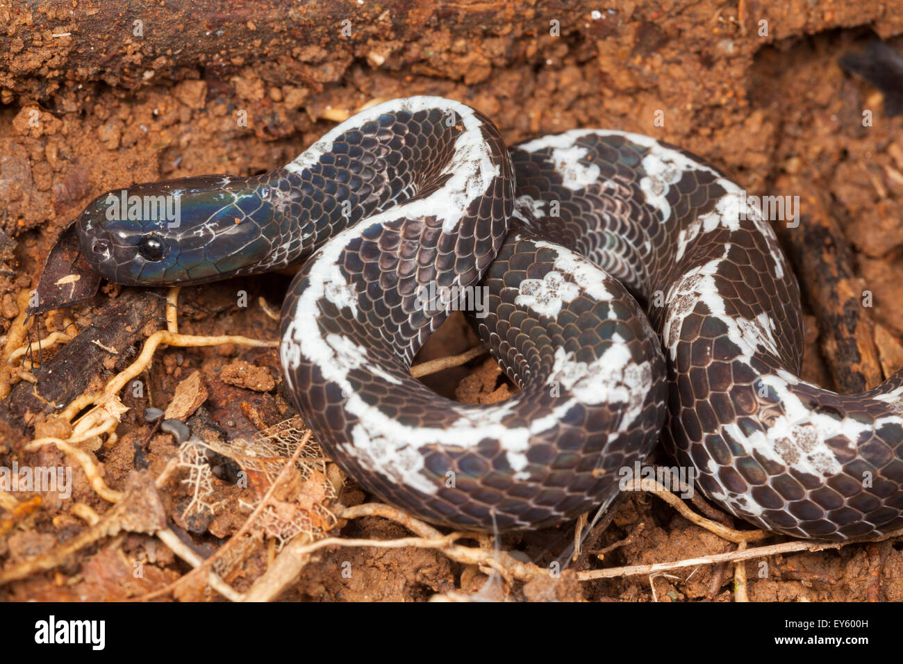Slug Snake High Resolution Stock Photography and Images - Alamy
