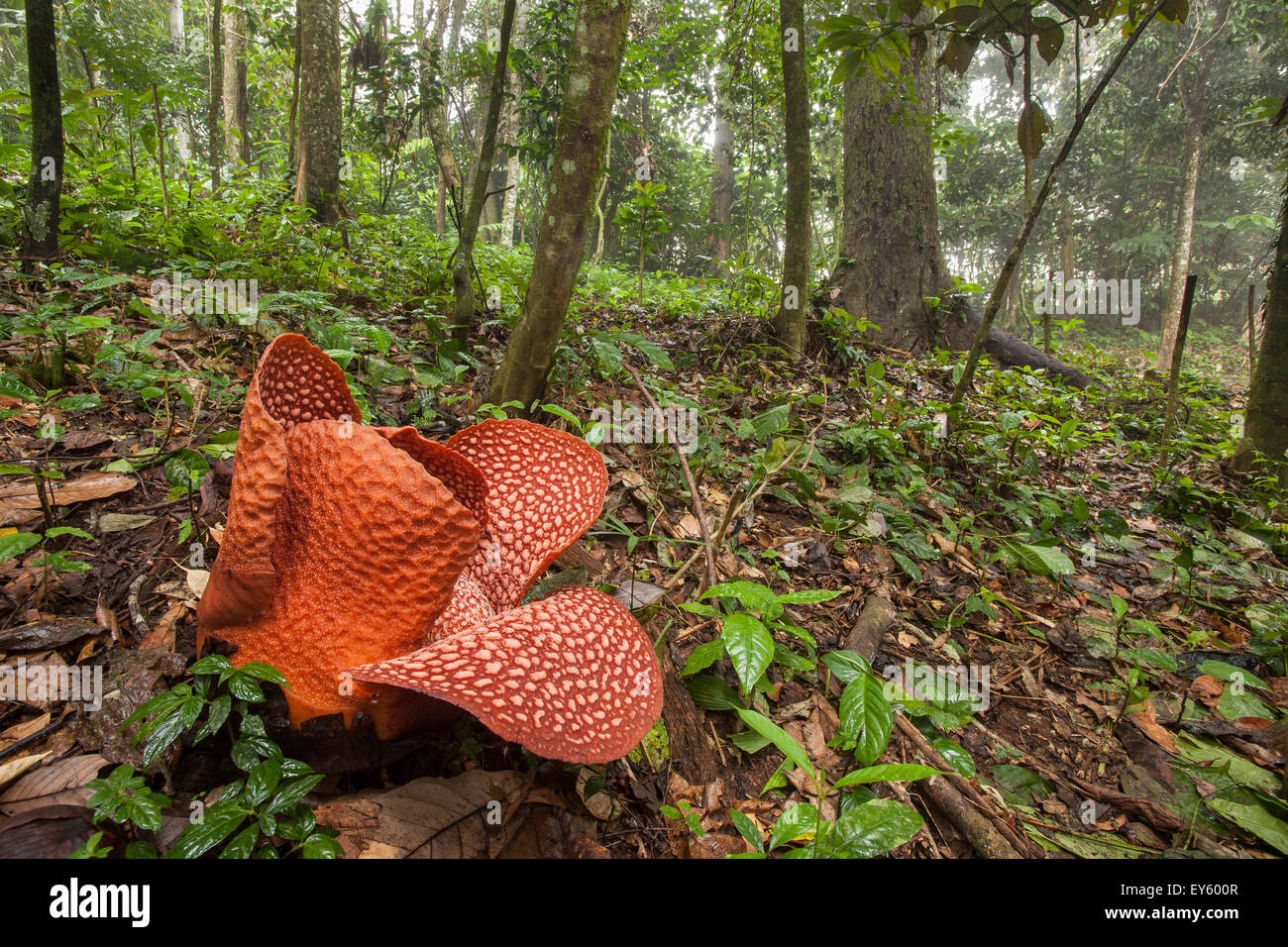 Rafflesia Arnoldii, High Resolution Stock Photography and Images - Alamy