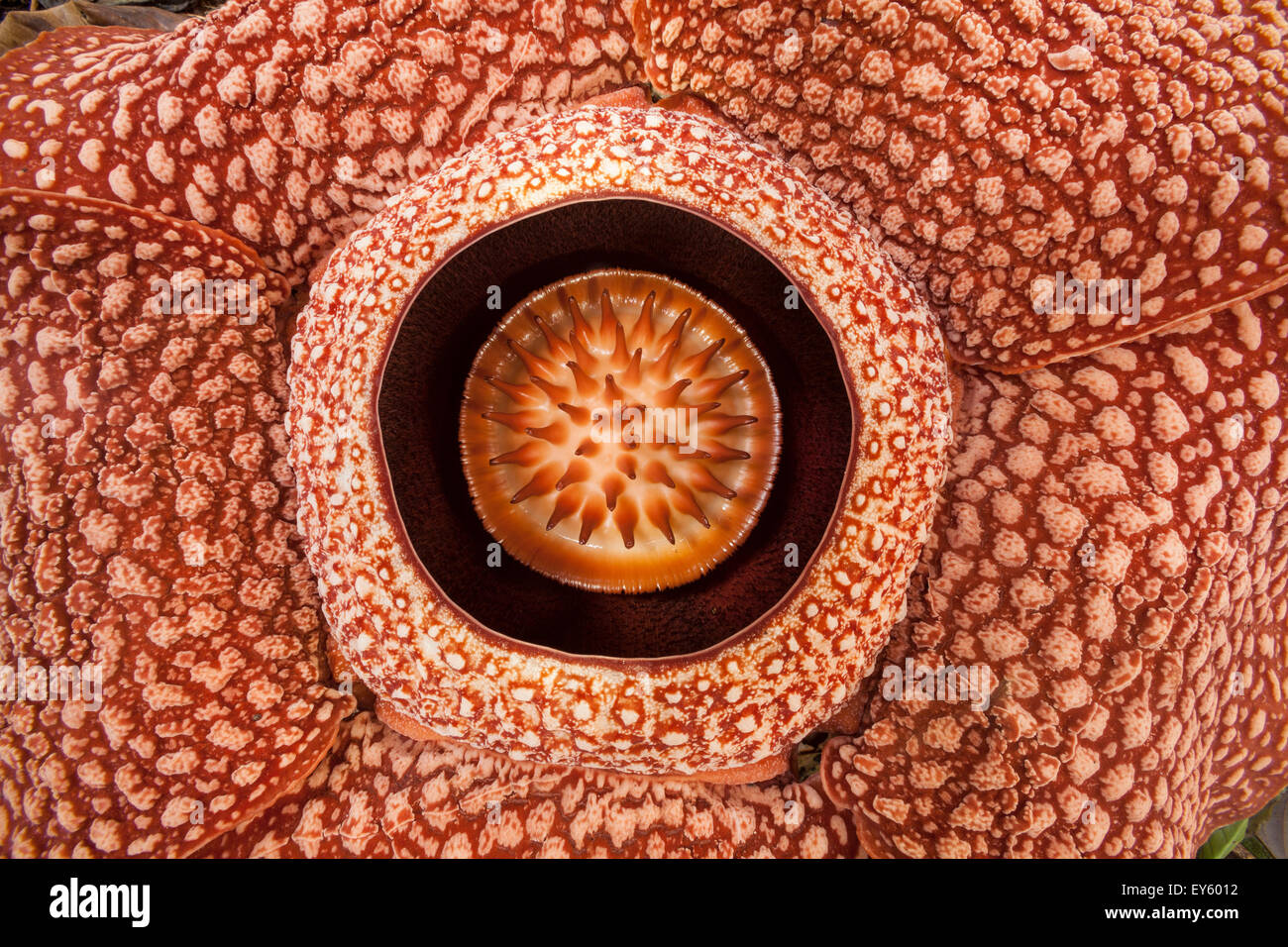 Rafflesia Arnoldii, High Resolution Stock Photography and Images - Alamy